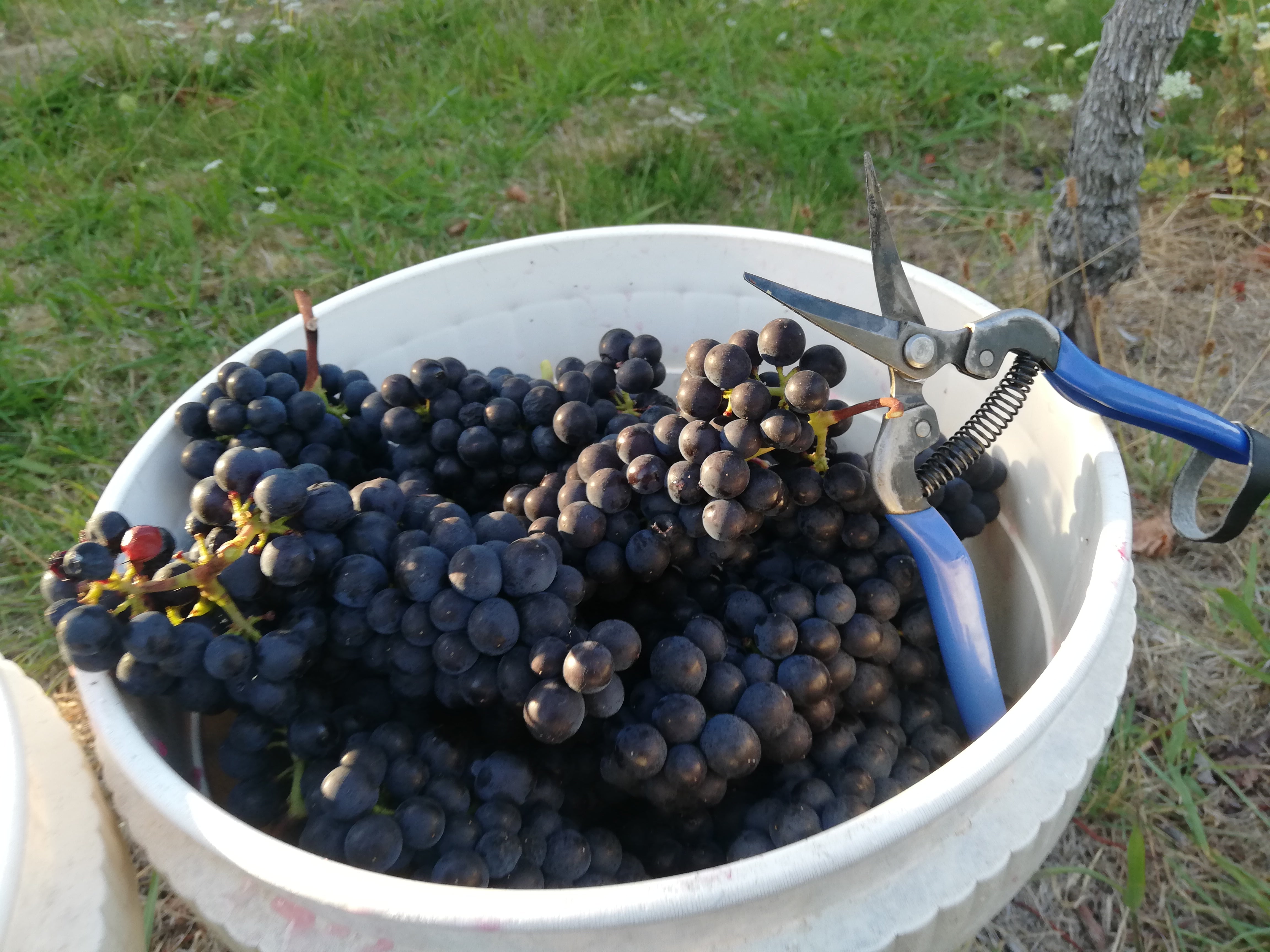 Harvest '24 an absolute joy – Blackenbrook Vineyard, Nelson