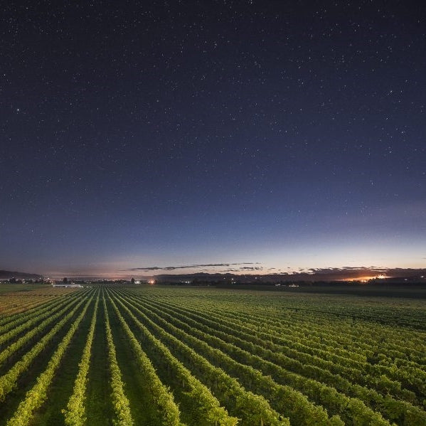 The stunning Nelson Wine Region – Blackenbrook Vineyard, Nelson